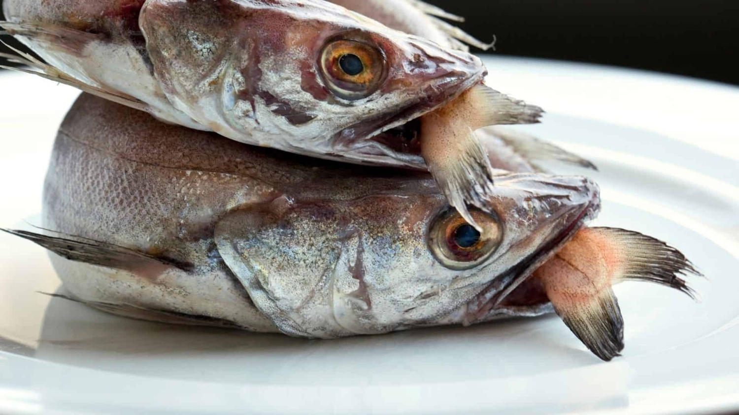 ¿Cuál es la diferencia entre Pescado Azul y Blanco? | Arroyabe